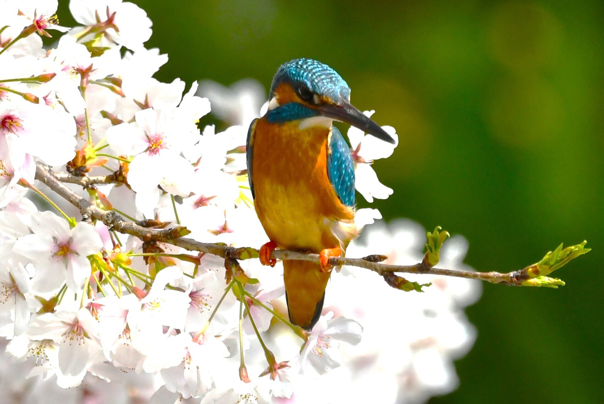 桜と鳥（カワセミ・メジロ）24年4月 鶴見緑地: 野鳥MM日記