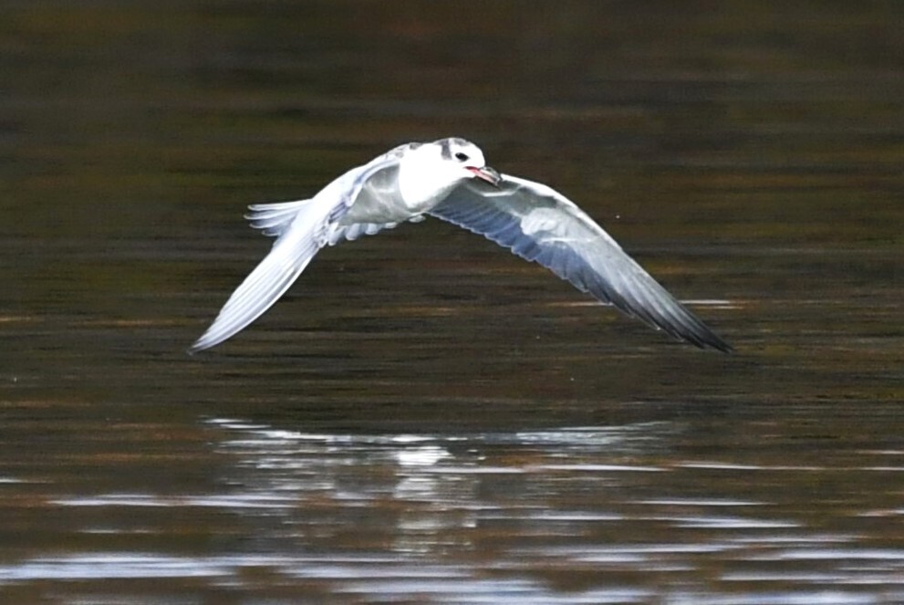 クロハラアジサシ 24年12月 鶴見緑地: 野鳥MM日記