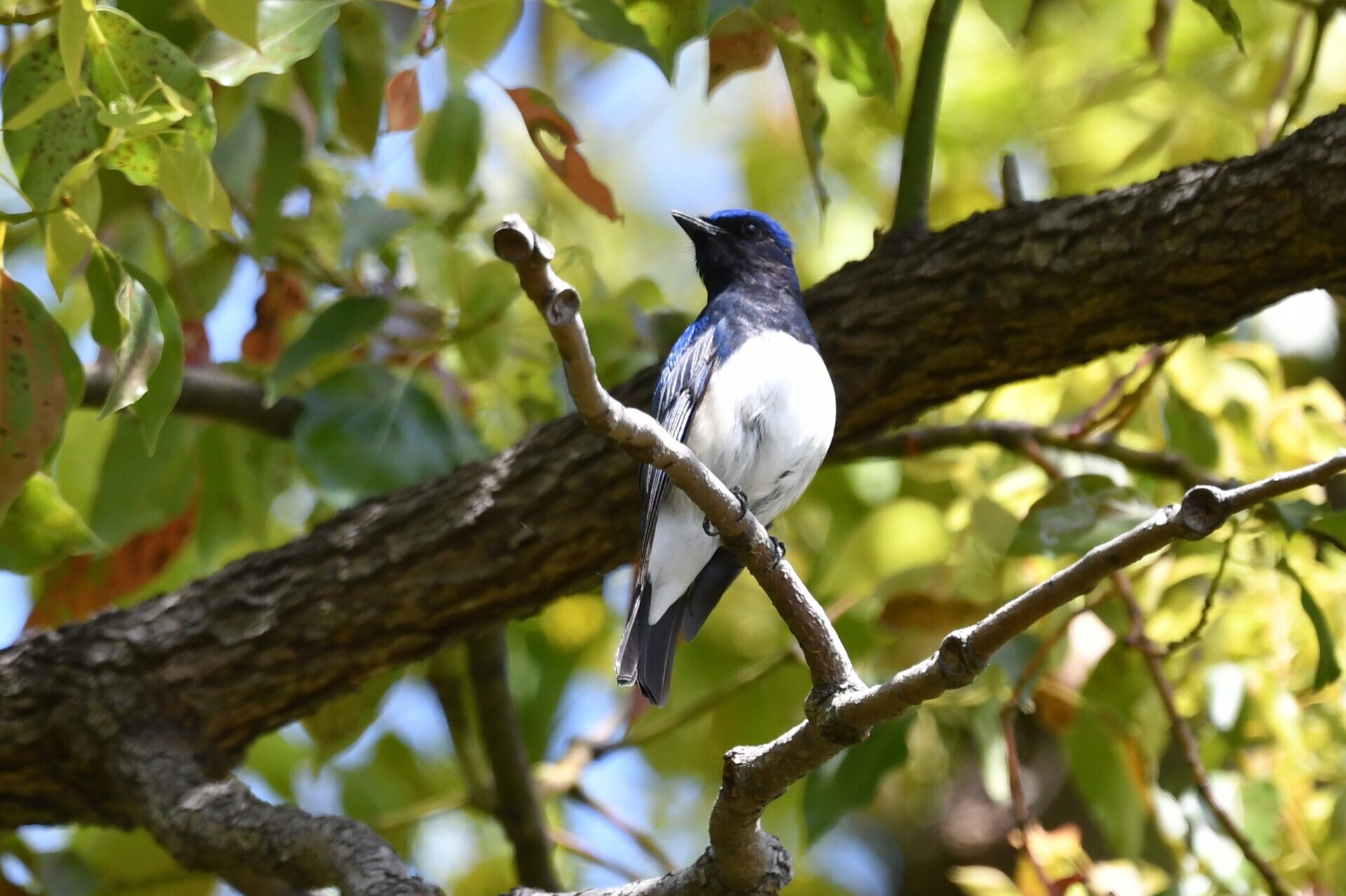 オオルリ♂ 25年4月 大阪城公園: 野鳥MM日記