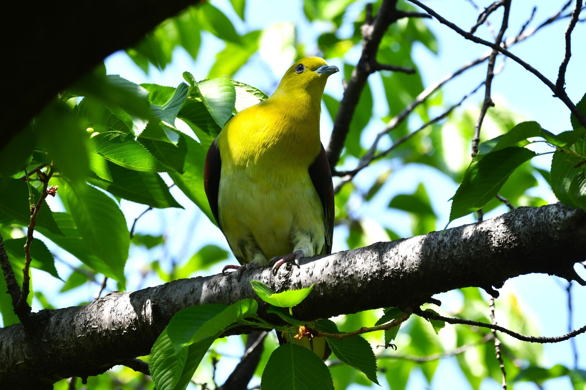 アオバト 25年4月 大阪城公園: 野鳥MM日記
