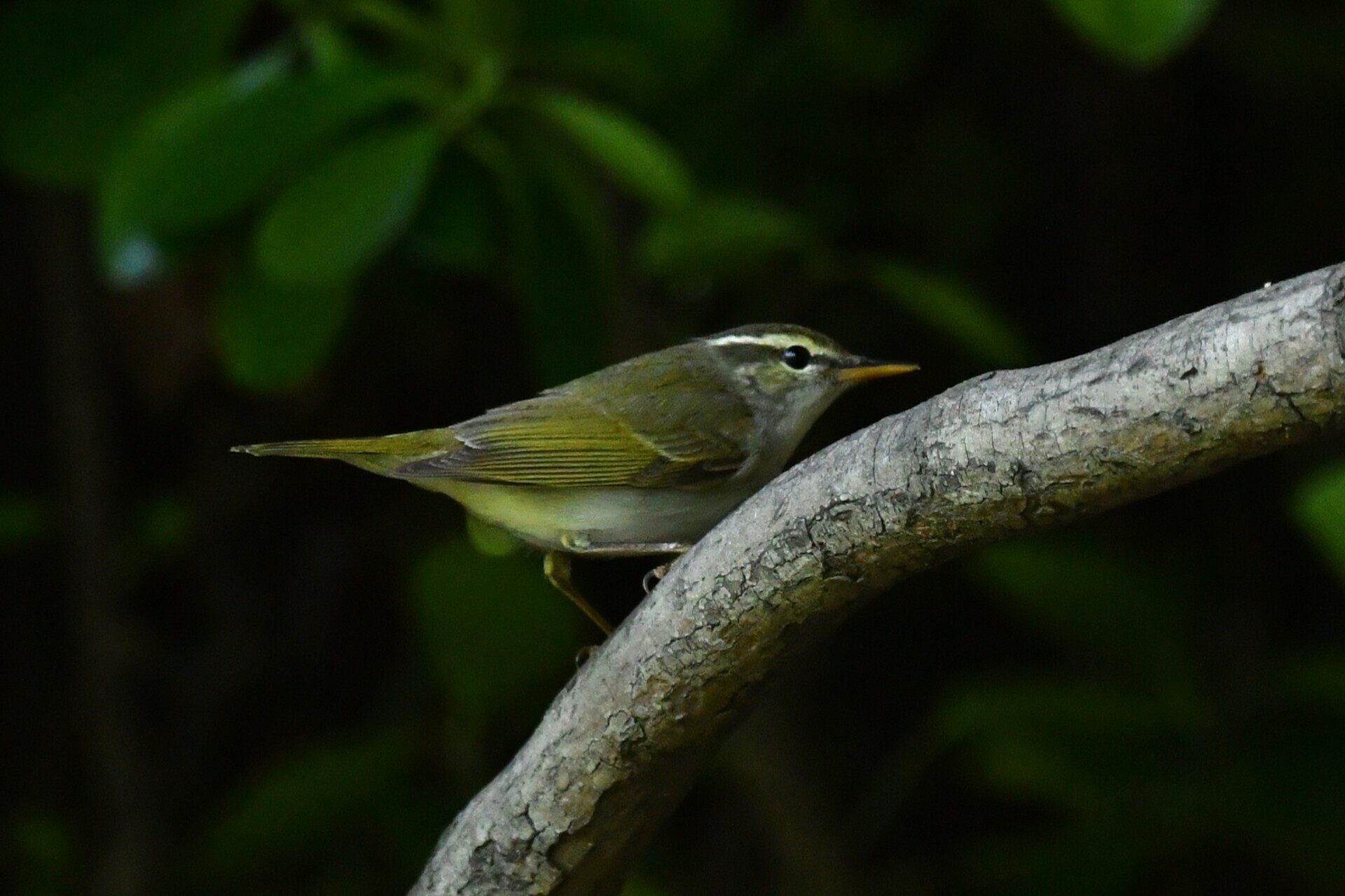 大阪城のオオルリ♂とムシクイ 5月3日: 野鳥MM日記