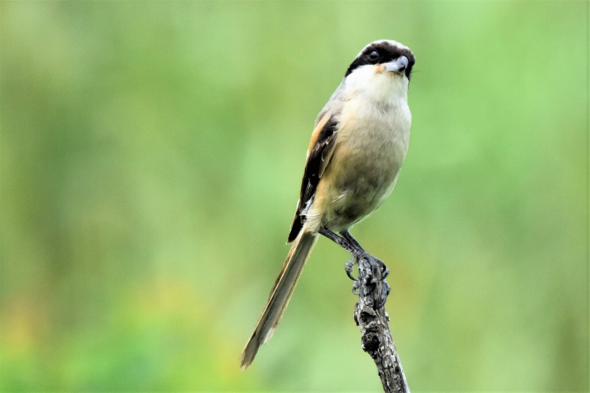 タカサゴモズ 20年9月撮影: 野鳥MM日記