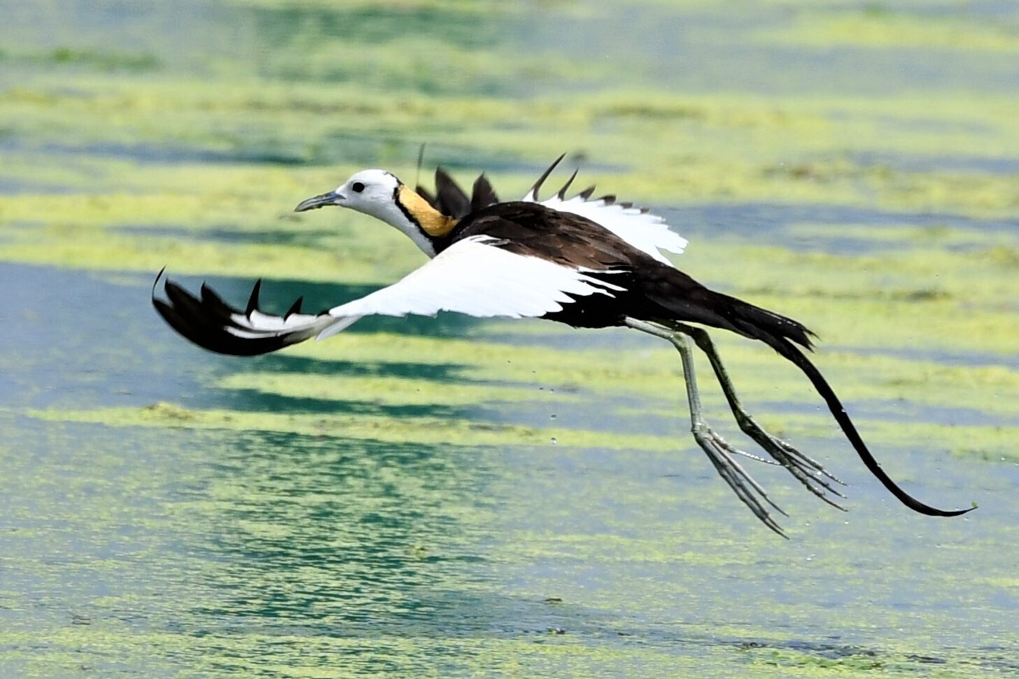 レンカク 21年7月 大泉緑地の近くの池: 野鳥MM日記